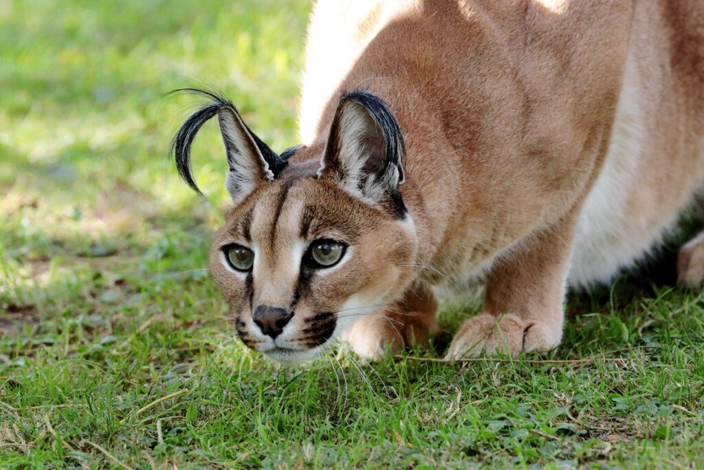 5 Weird Animals Living in US Zoos - Sri Sutra Travel